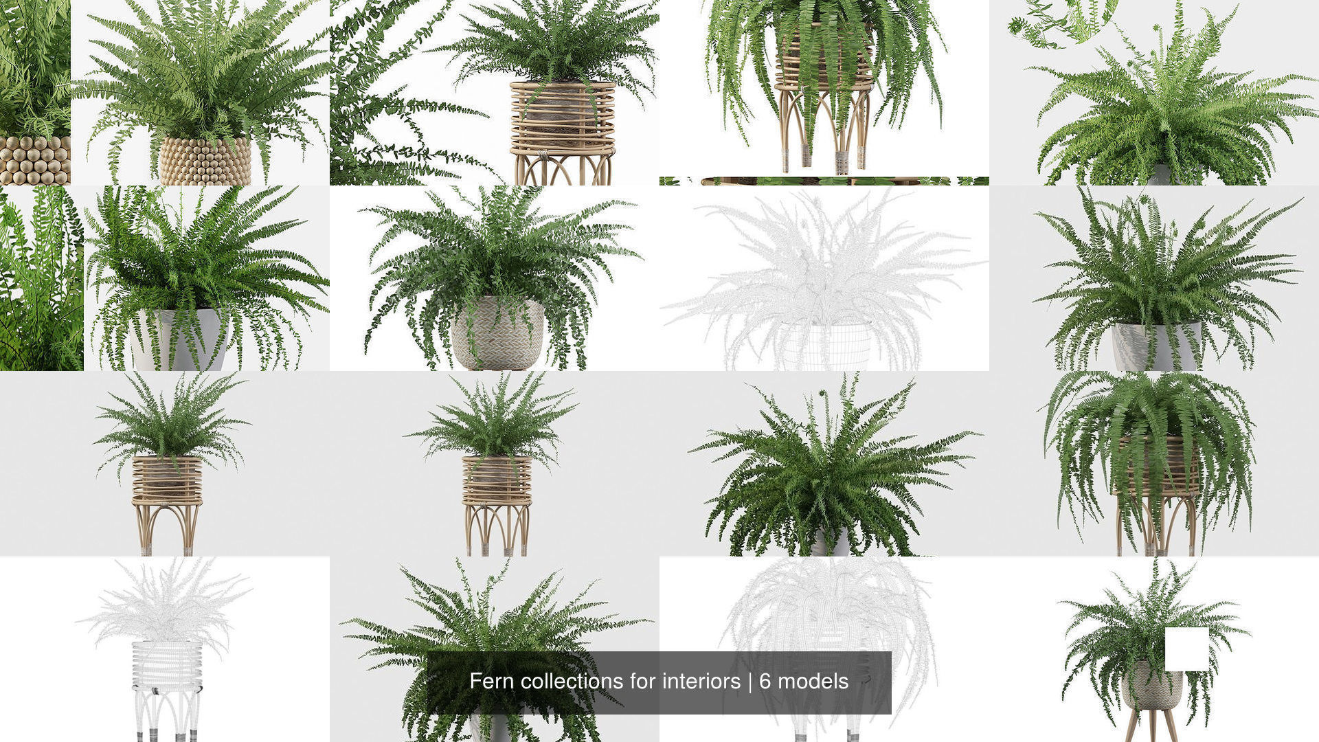 Fern collections for interiors | CGTrader