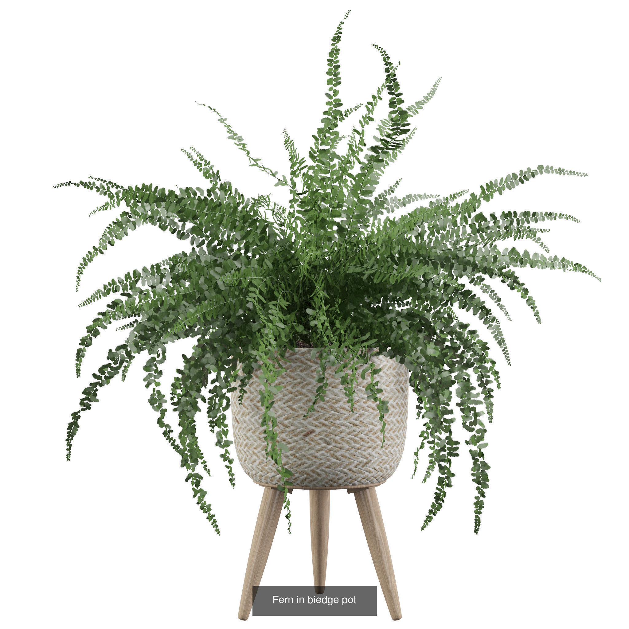 Fern collections for interiors | CGTrader