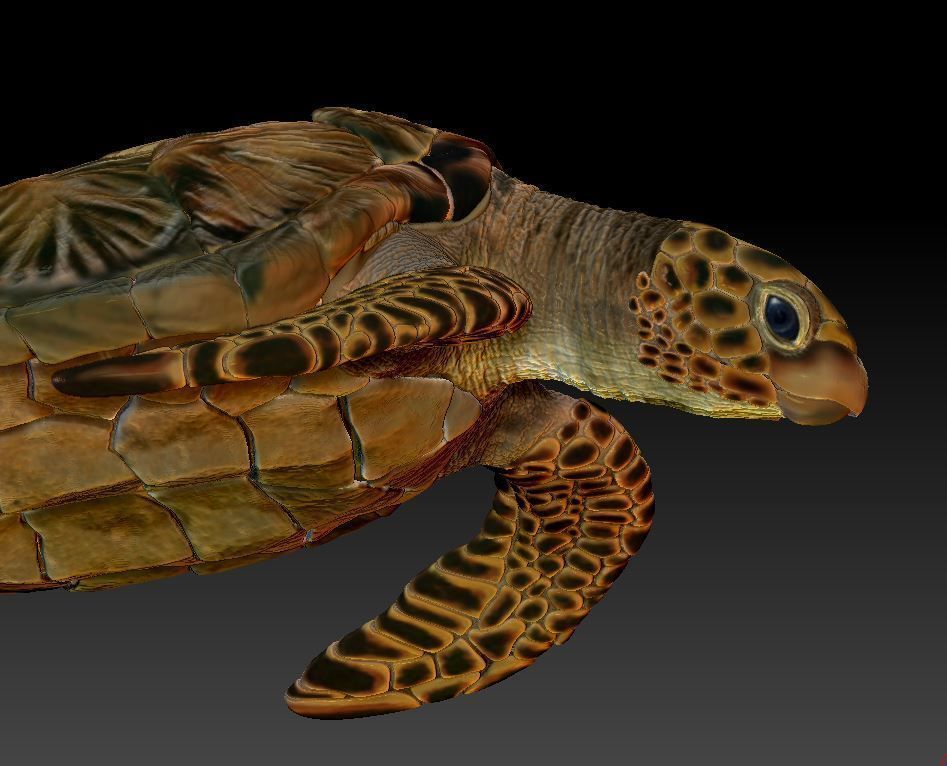 Sea Turtle 3 models 3D model 3D printable | CGTrader