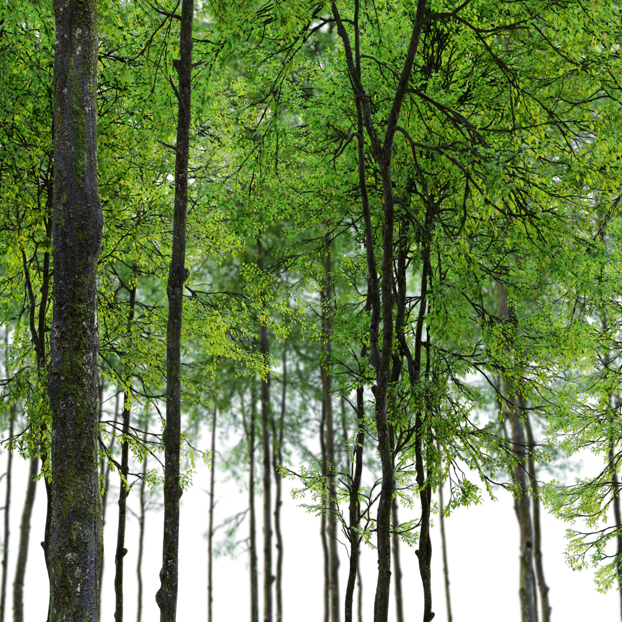 Forest trees set 03 3D model | CGTrader