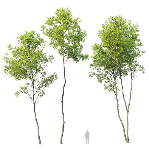 Forest trees set 04 3D model | CGTrader