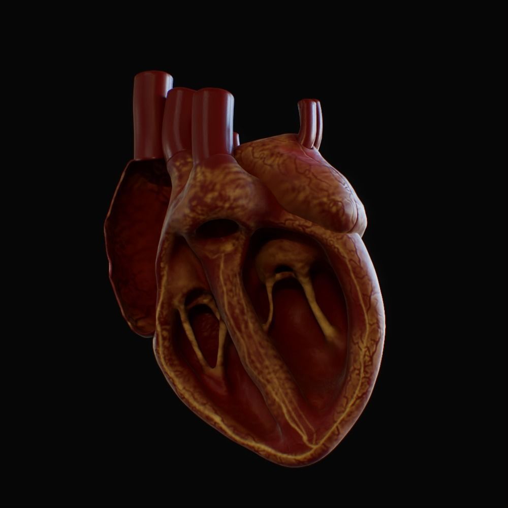 3D model 3D model of rigged heart VR / AR / low-poly | CGTrader