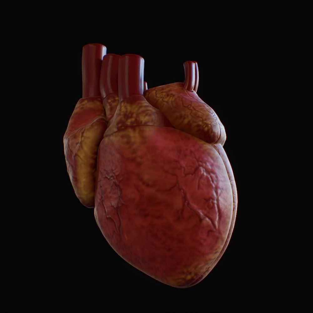 3D model 3D model of rigged heart VR / AR / low-poly | CGTrader