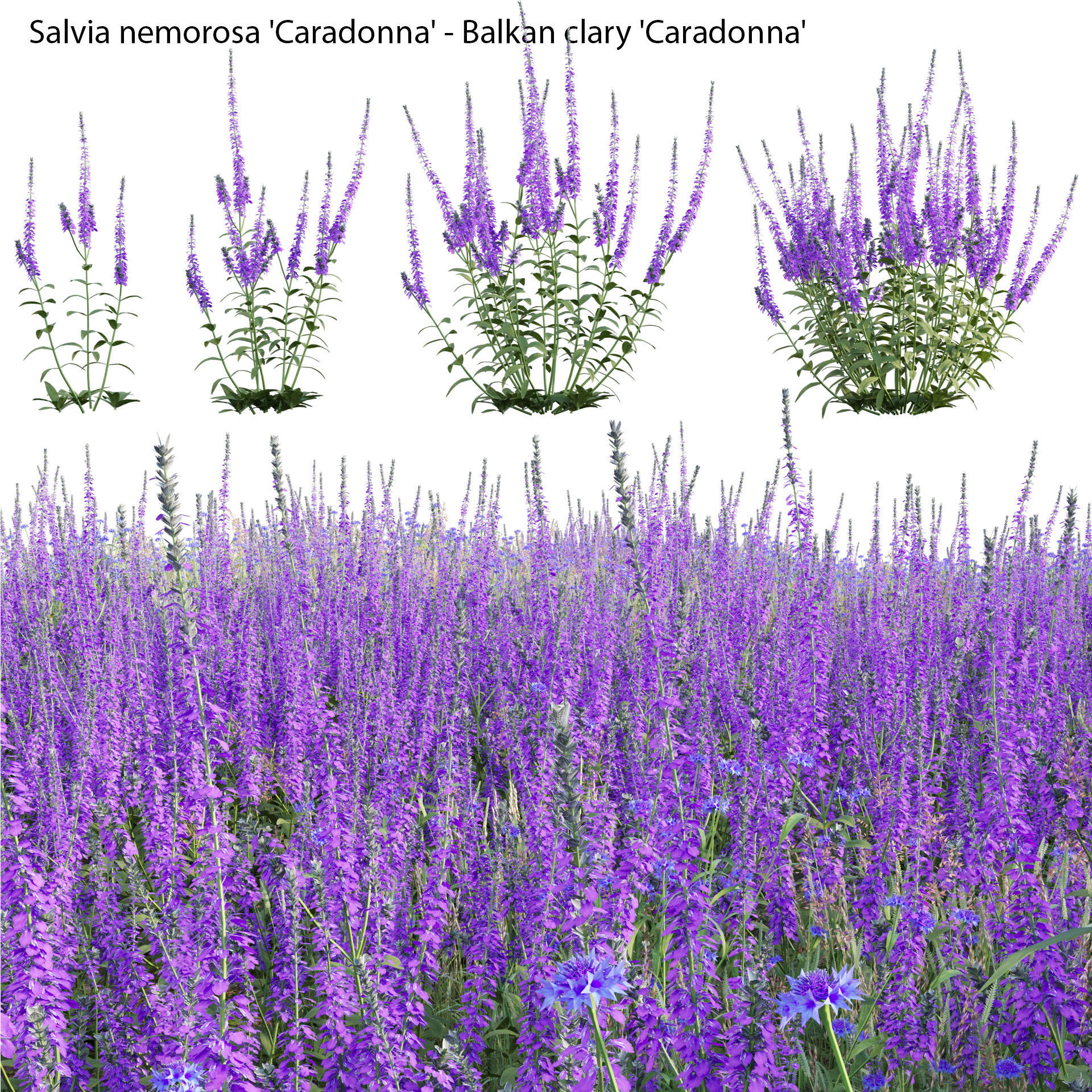 Salvia nemorosa Caradonna - Balkan clary Caradonna 3D model | CGTrader