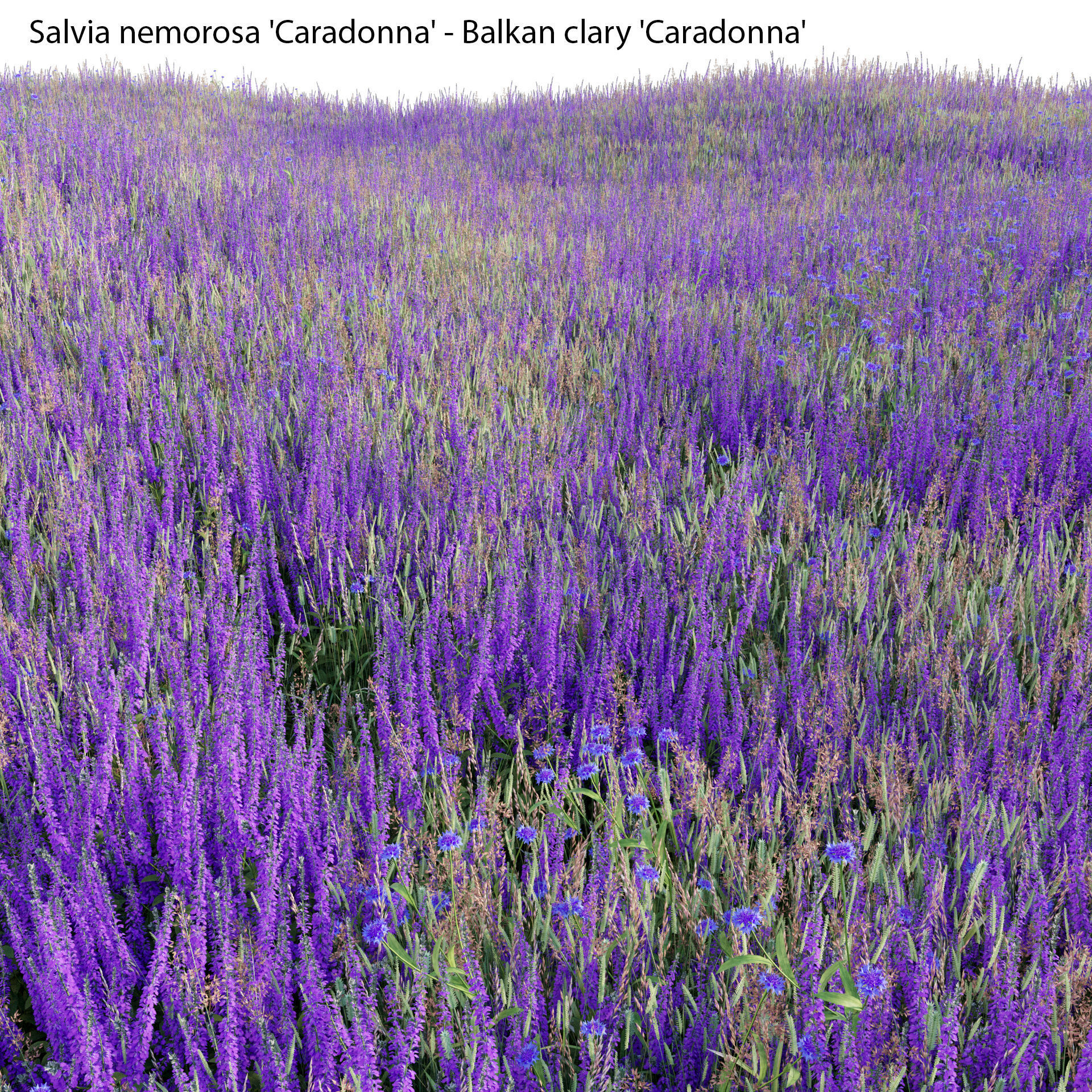 Salvia nemorosa Caradonna - Balkan clary Caradonna 3D model | CGTrader