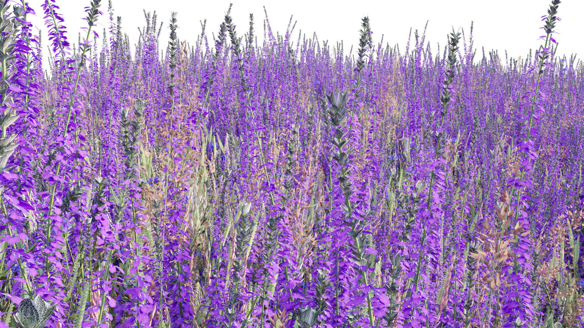 Salvia nemorosa Caradonna - Balkan clary Caradonna 3D model | CGTrader