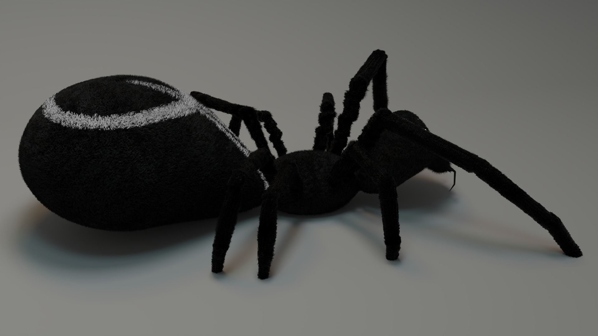 Spider 3D model | CGTrader