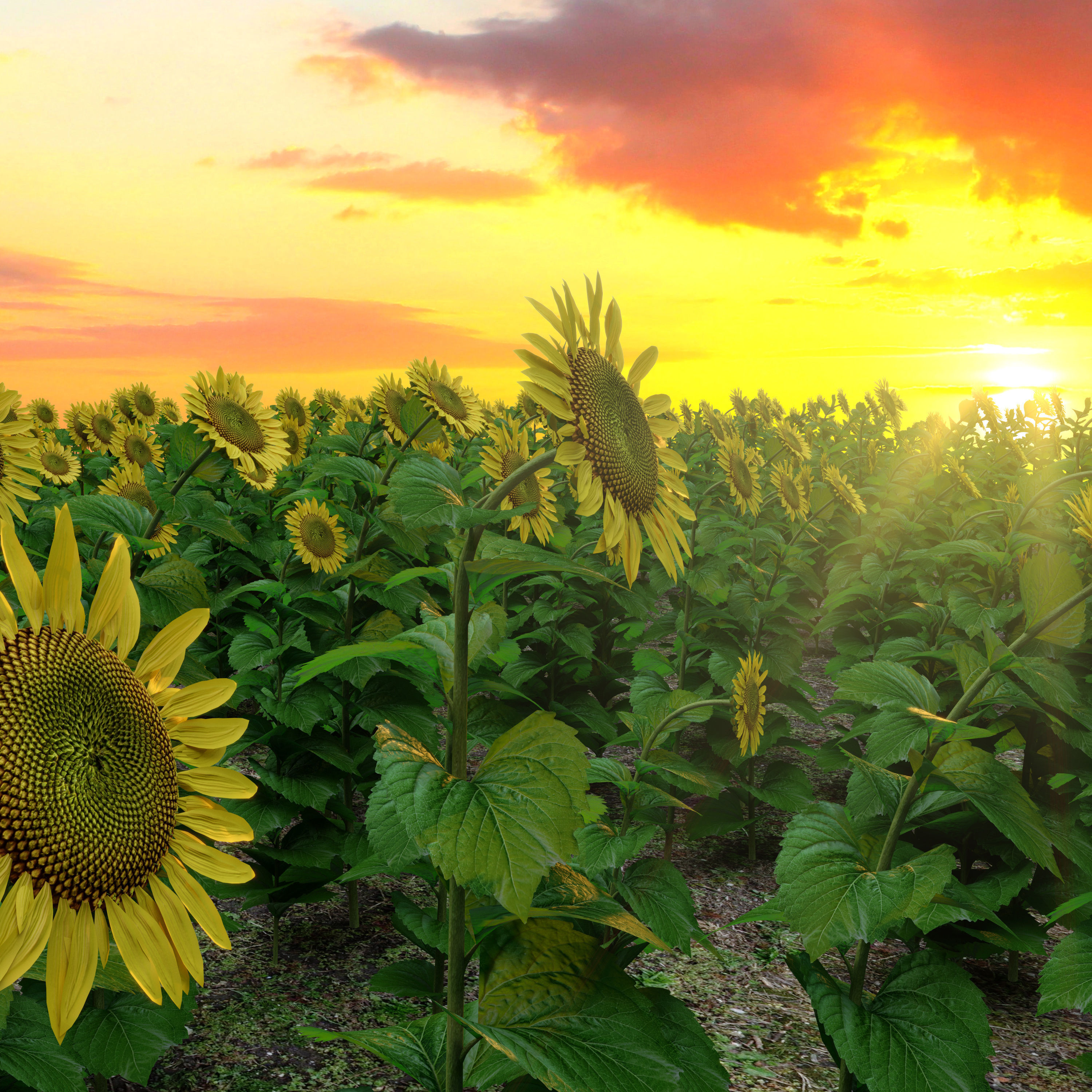 Sunflower different sunflowers 3D model | CGTrader