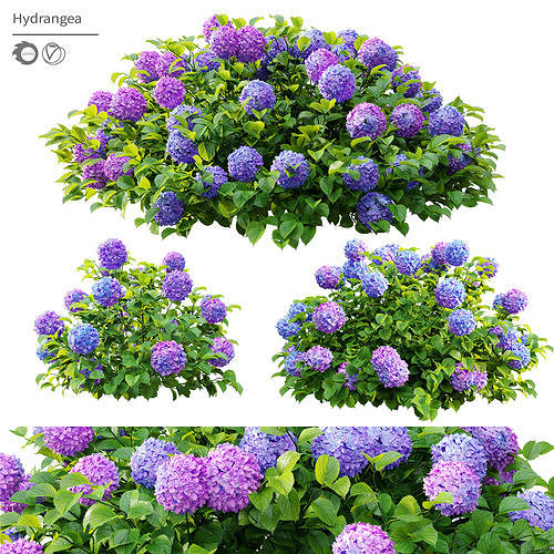 Hydrangea flowers 3D model | CGTrader