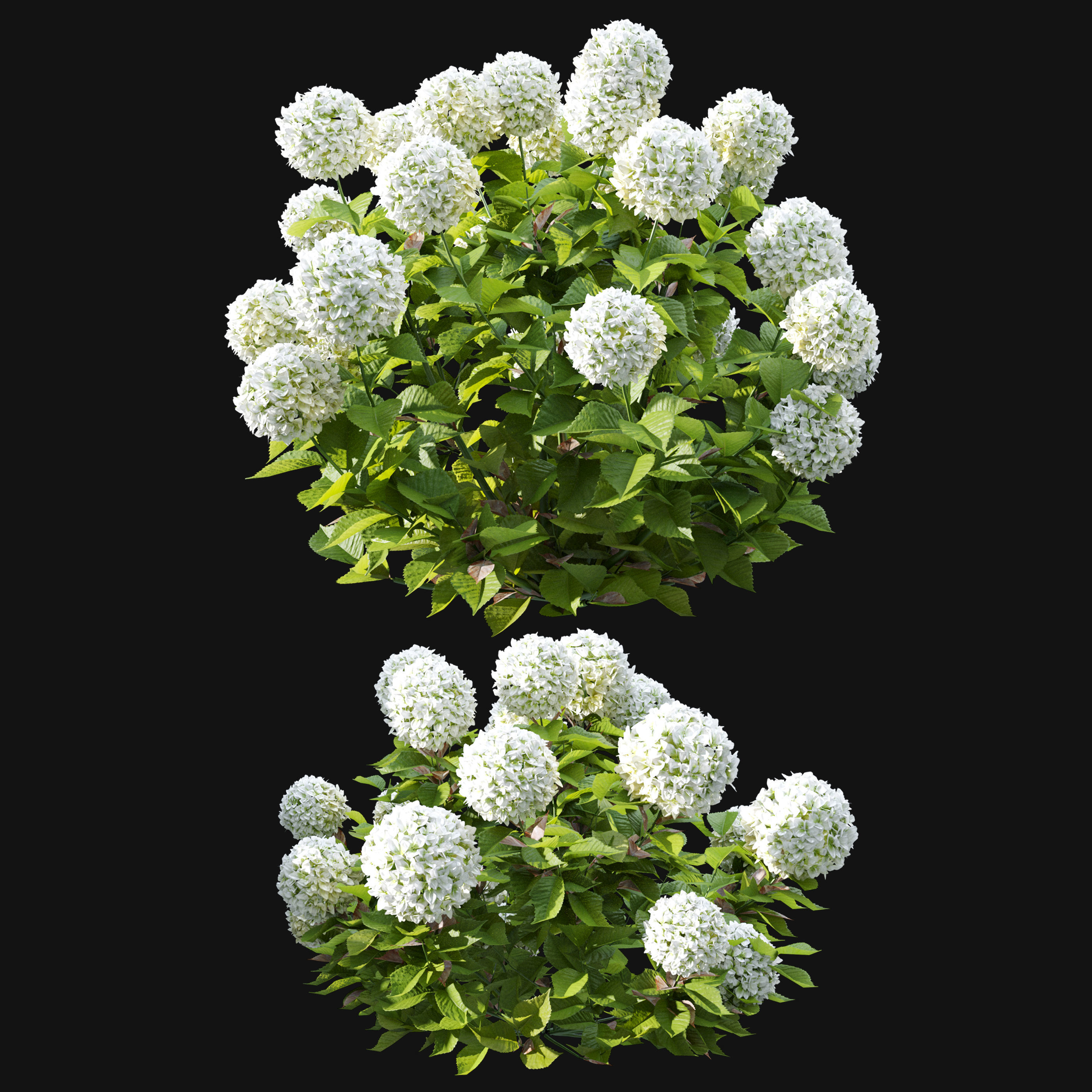 Hydrangea 02 3D model | CGTrader