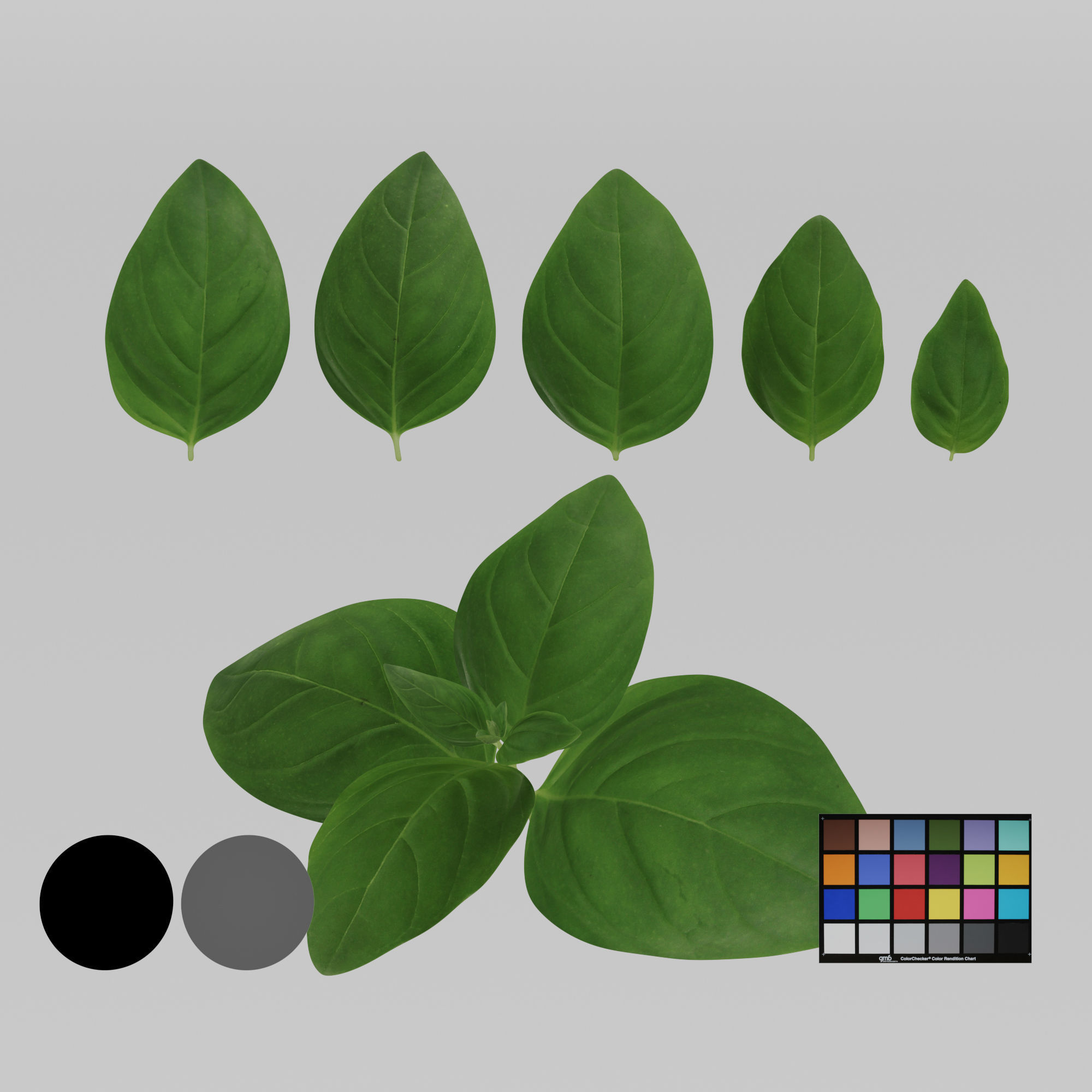 Basil 3D model | CGTrader