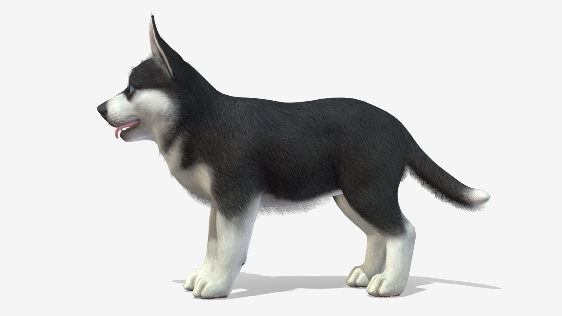 3D model Puppy - Husky VR / AR / low-poly | CGTrader