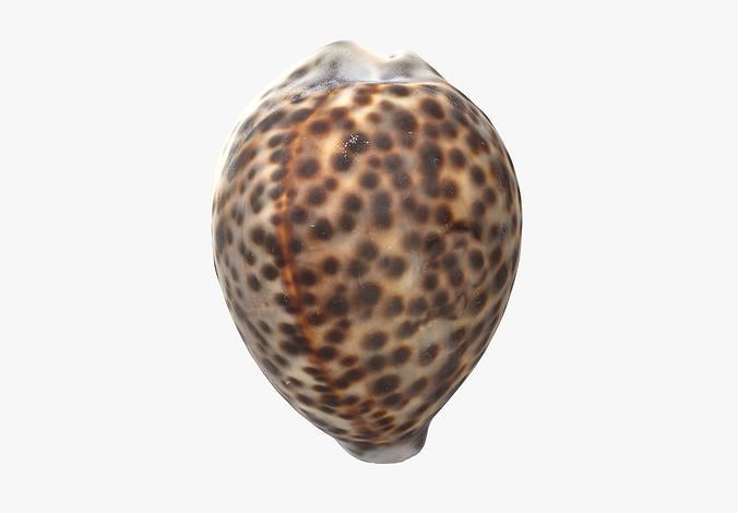 3D model Sea Shell VR / AR / low-poly | CGTrader