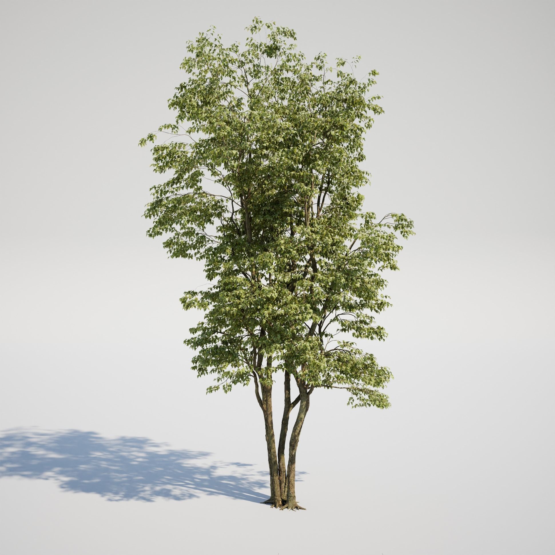 Maple Tree - Acer Rubrum Pack 3D model animated | CGTrader