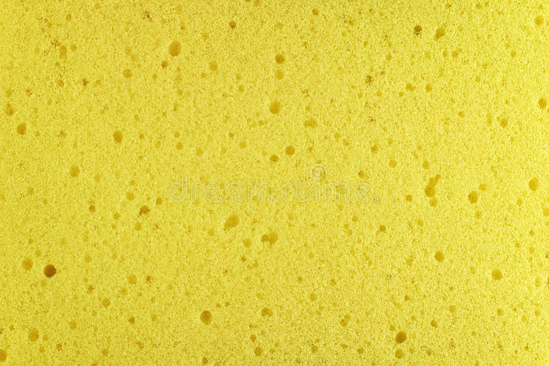 Bob eponge 3D model | CGTrader