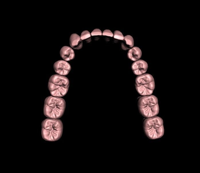 3D model Anatomic Teeth with Roots Upper Lower Arch 3D Model VR / AR ...