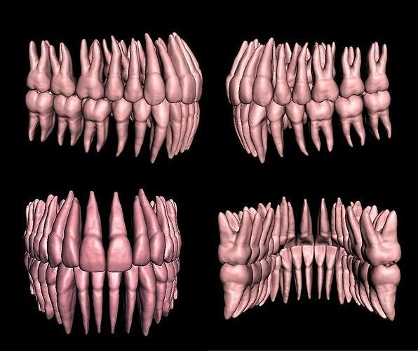 Teeth Anatomy Model