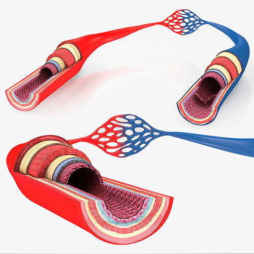3D model Blood Vessels - Vein and Artery VR / AR / low-poly | CGTrader