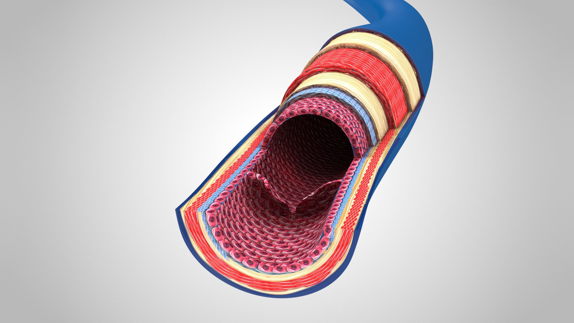 3D model Blood Vessels - Vein and Artery VR / AR / low-poly | CGTrader
