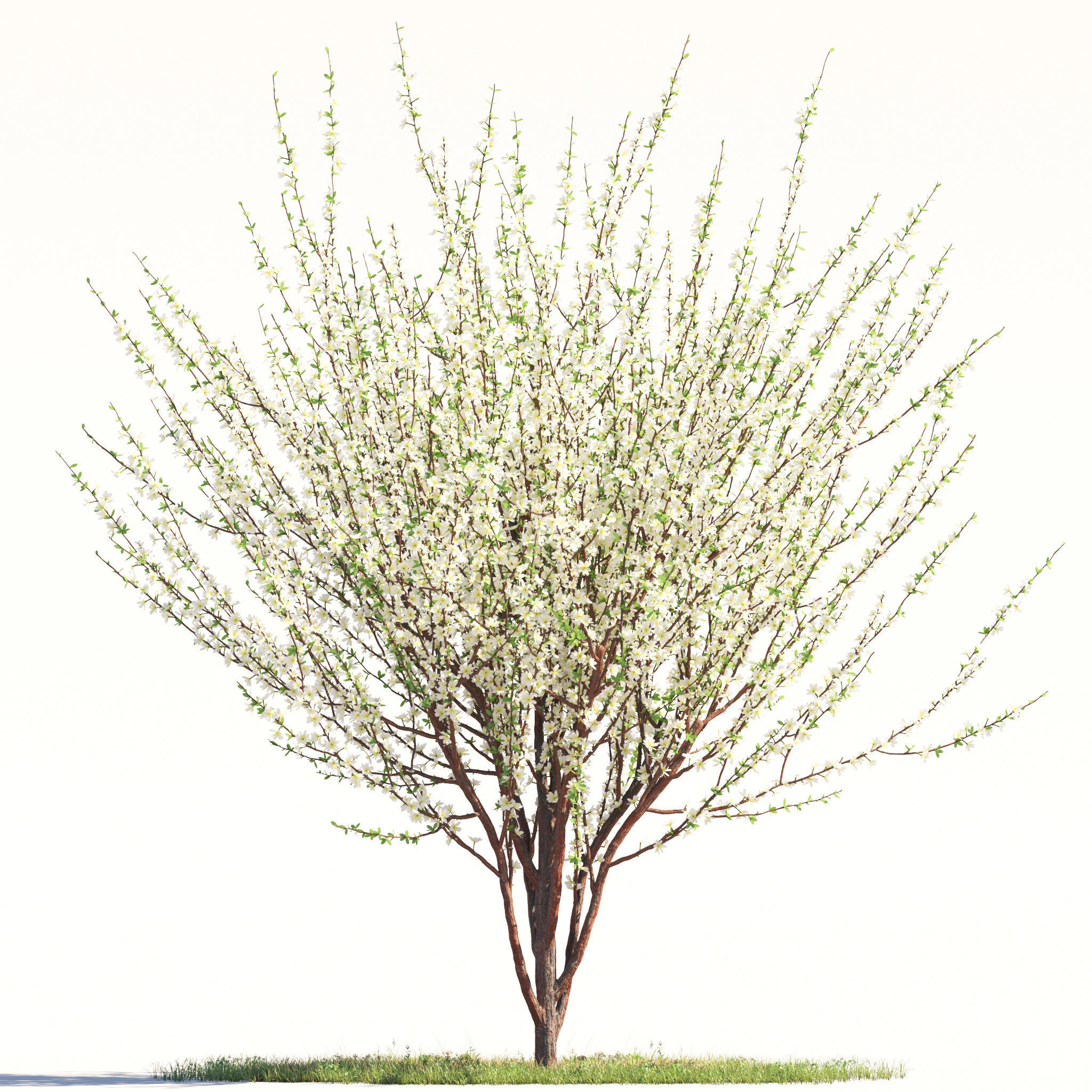 Archmodels vol 264 - collection of 40 blooming trees 3D model | CGTrader