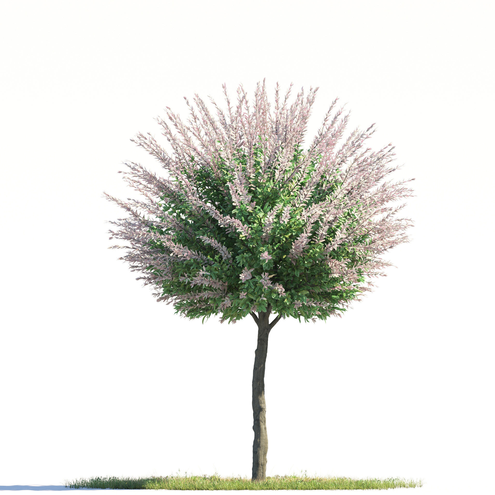 Archmodels vol 264 - collection of 40 blooming trees 3D model | CGTrader