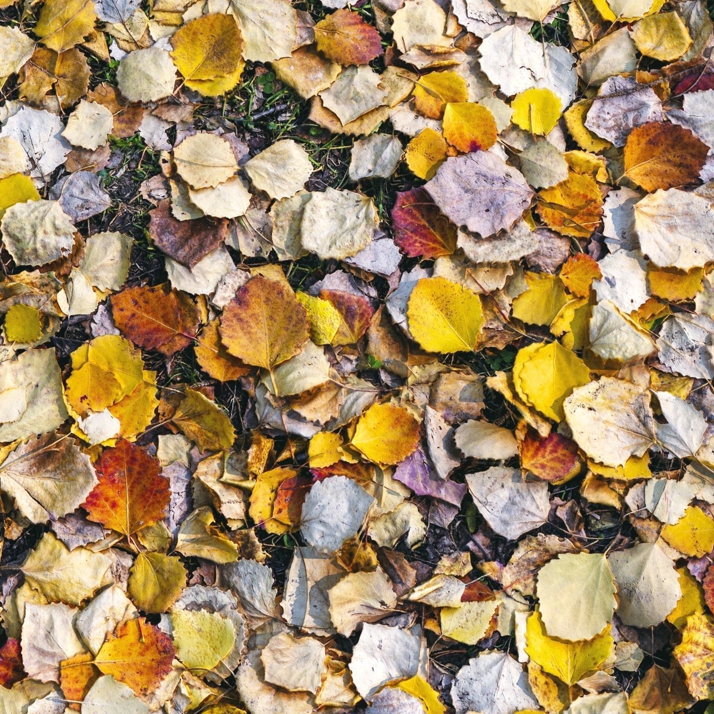 Autumn foliage material 02 3D model | CGTrader