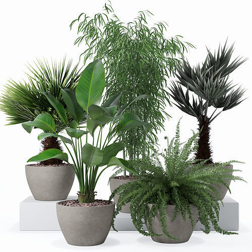 Plants collection 132 3D model | CGTrader