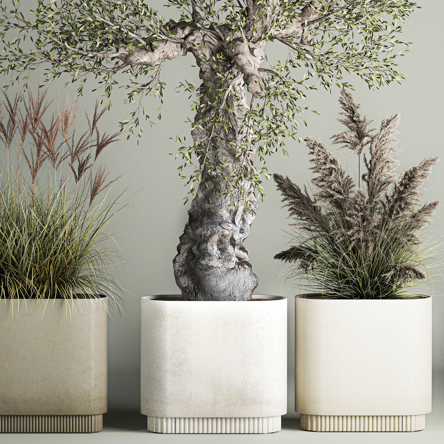 Decorative Old Olive Trees In Concrete Pots 3D model | CGTrader