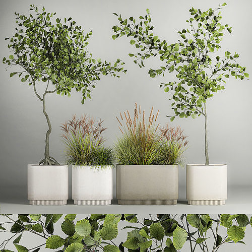 Decorative Trees In Concrete Pots For Landscaping 3D model | CGTrader
