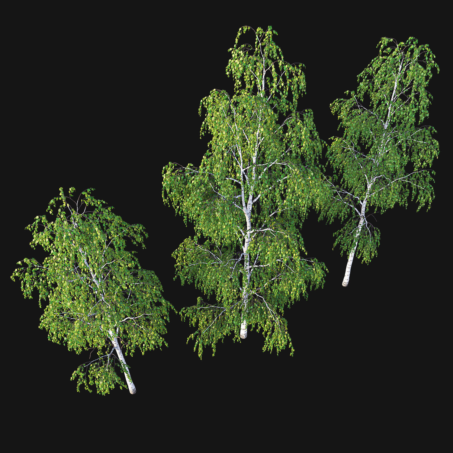Birch Tree Set 3D model | CGTrader
