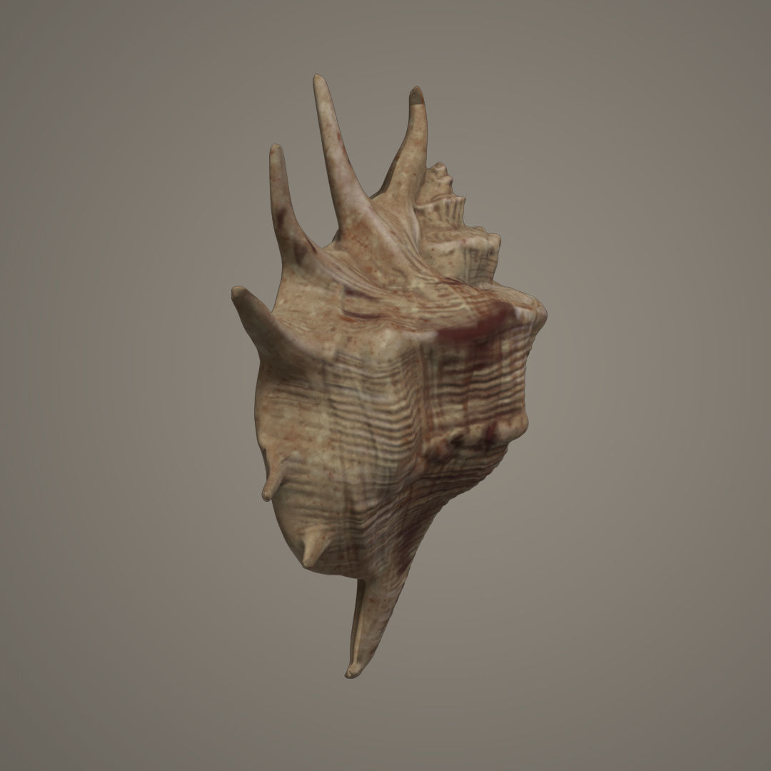 Sea Shell 3D model | CGTrader