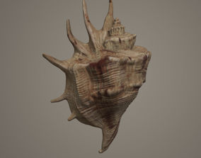Conch shell 3D Models | CGTrader
