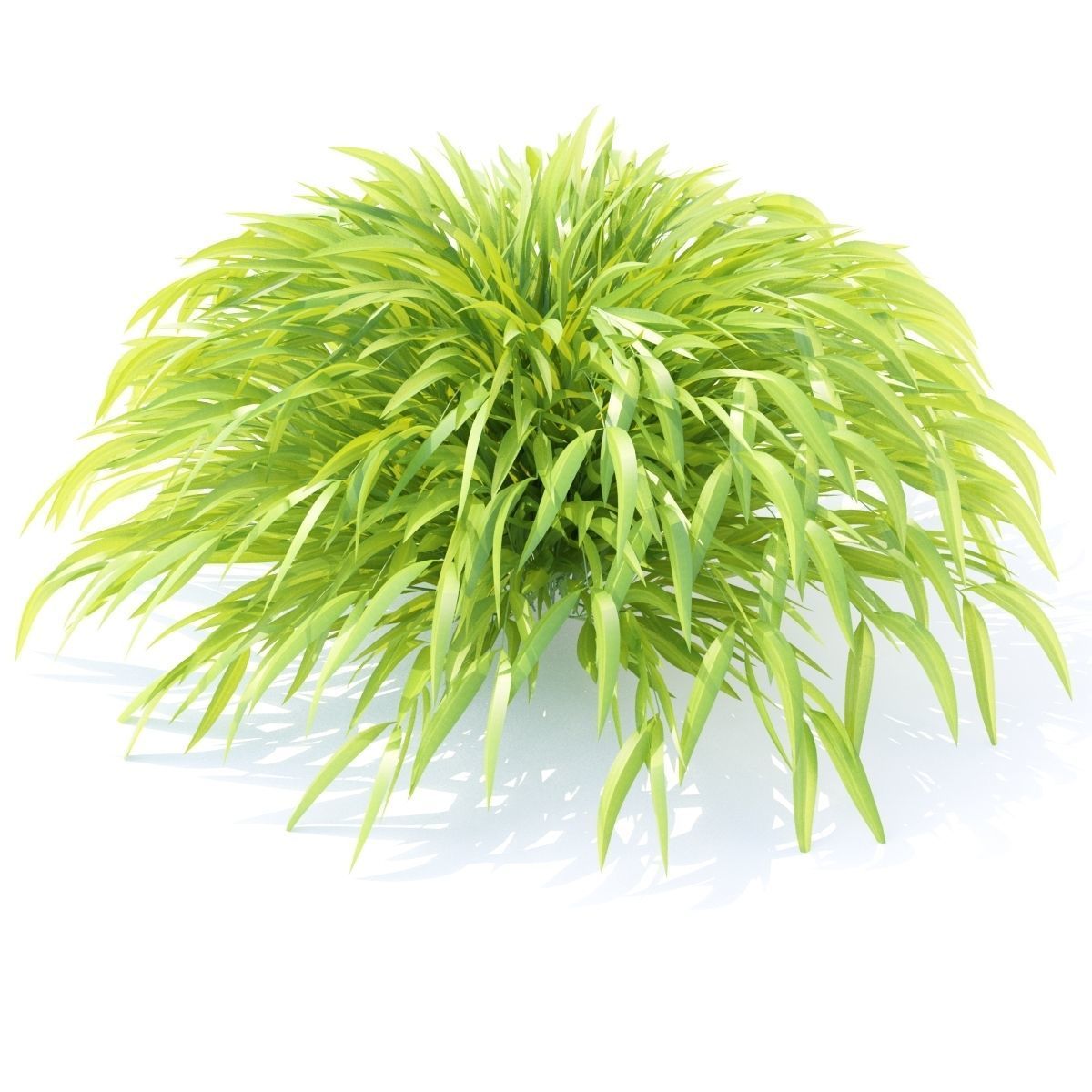 Hakonechloa macra grass vol 2 3D model | CGTrader