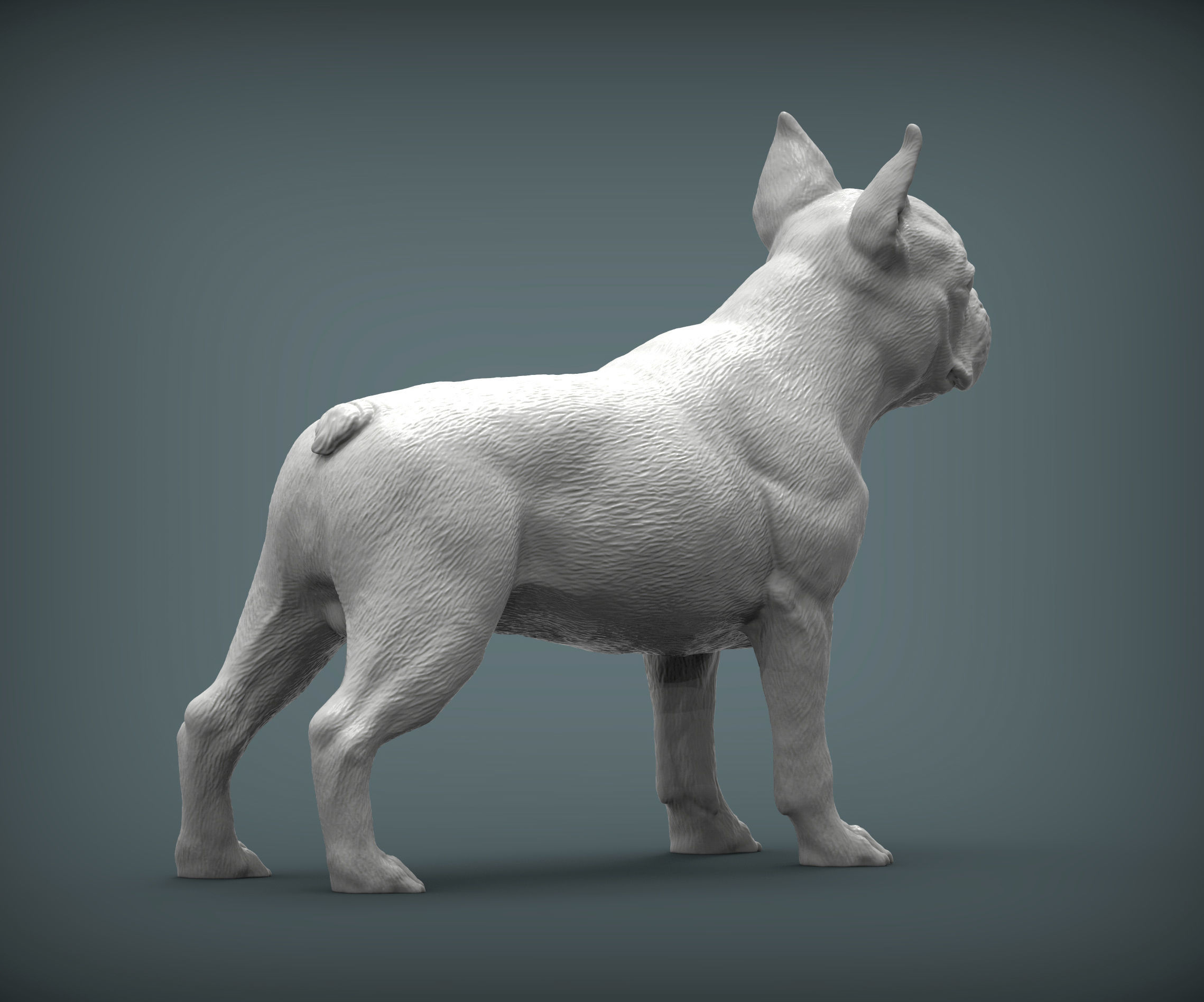boston terrier 3D model 3D printable | CGTrader