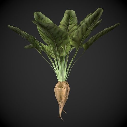 3D model Sugar Beet VR / AR / low-poly | CGTrader