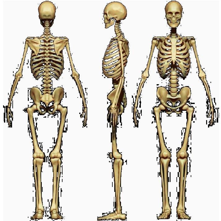 3D model PS1 Style Lowpoly SKELETON VR / AR / low-poly | CGTrader