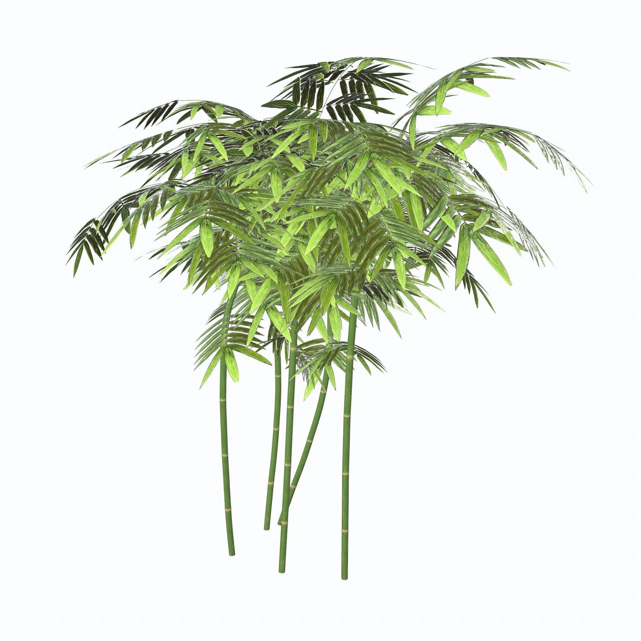 3D model Bamboo plant VR / AR / low-poly | CGTrader