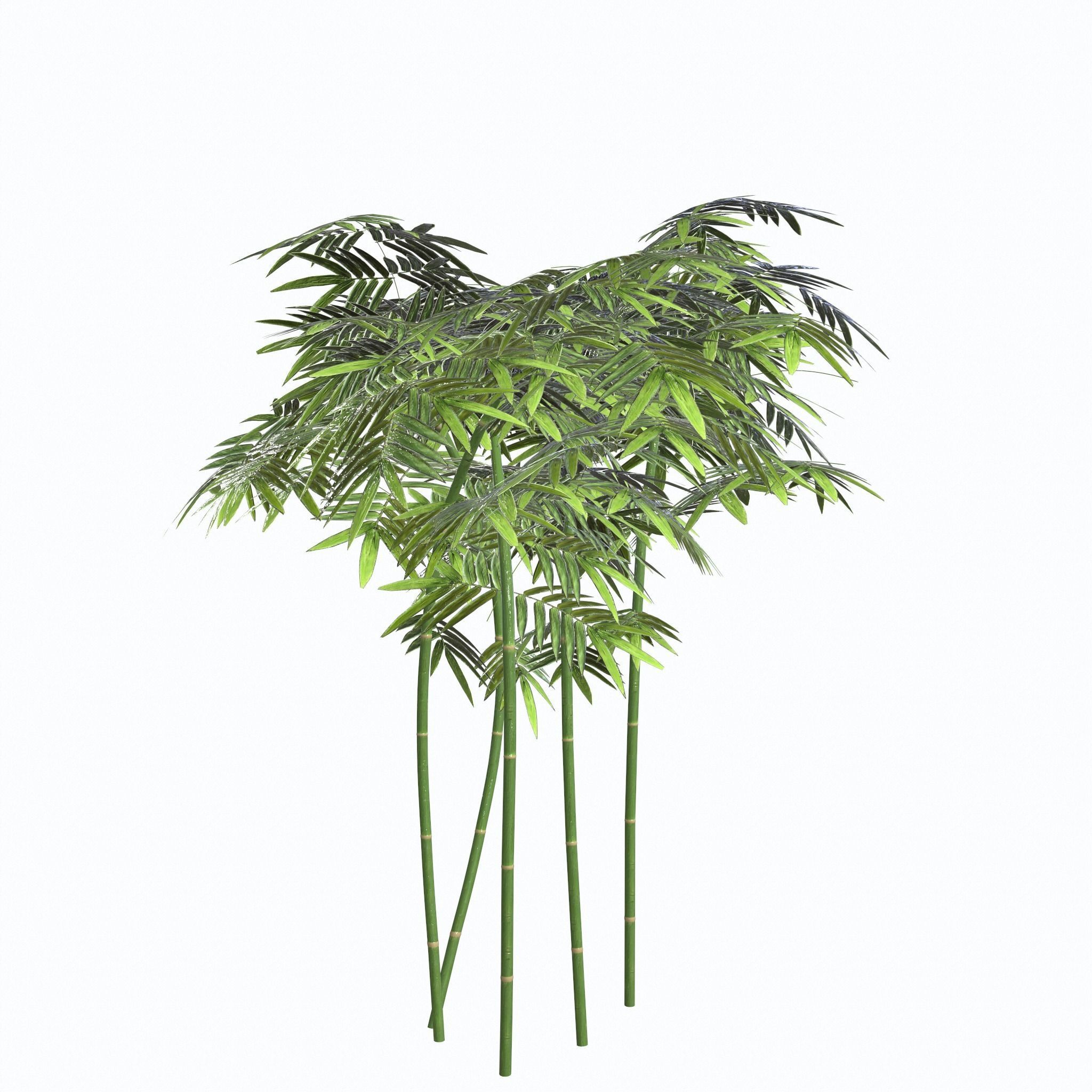 3D model Bamboo plant VR / AR / low-poly | CGTrader
