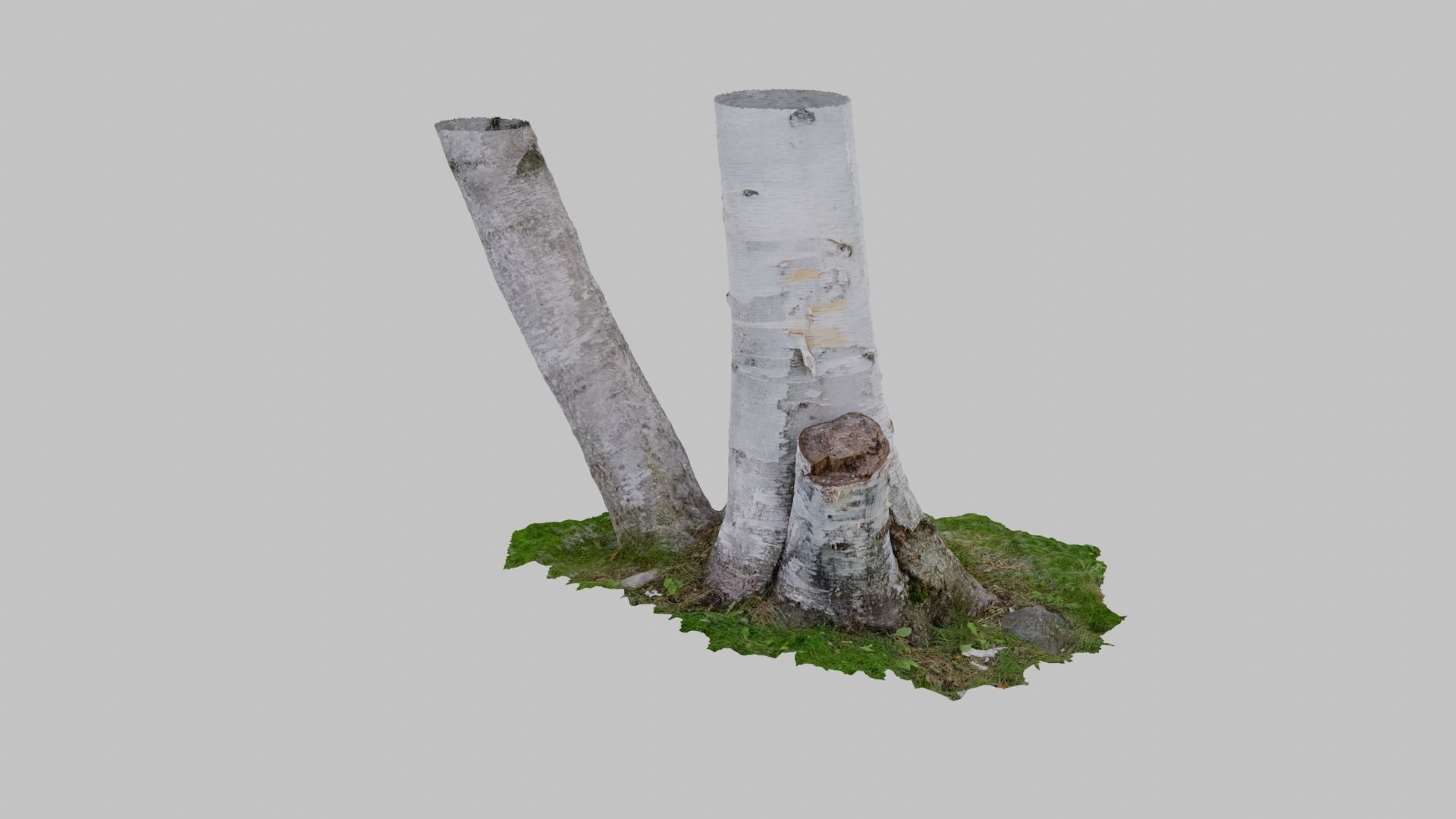 Birch Tree Trunk Pair - Photoscan 3D Model - Varying LOD free 3D model | CGTrader