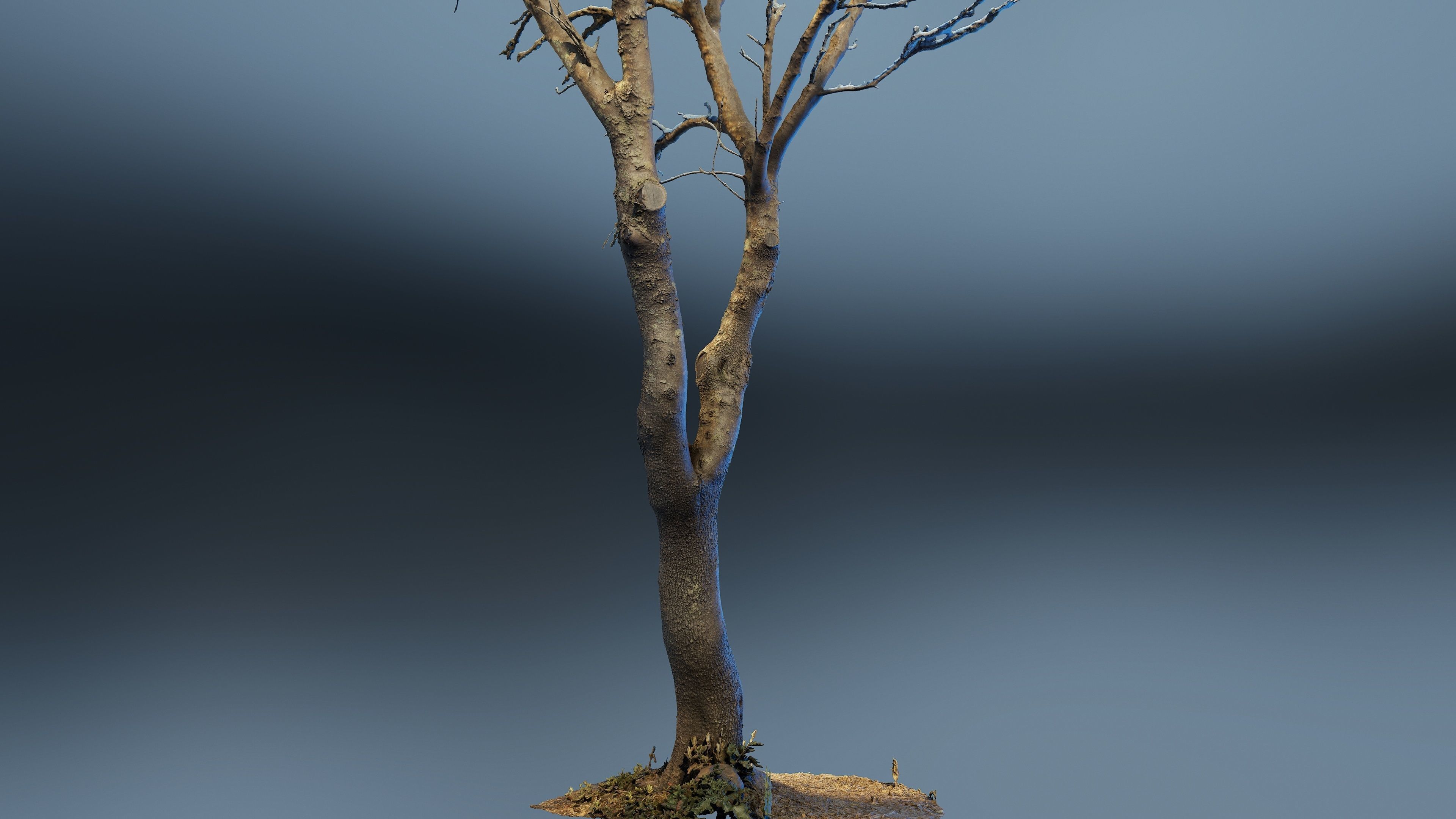 scantree01 dead tree 3D model | CGTrader