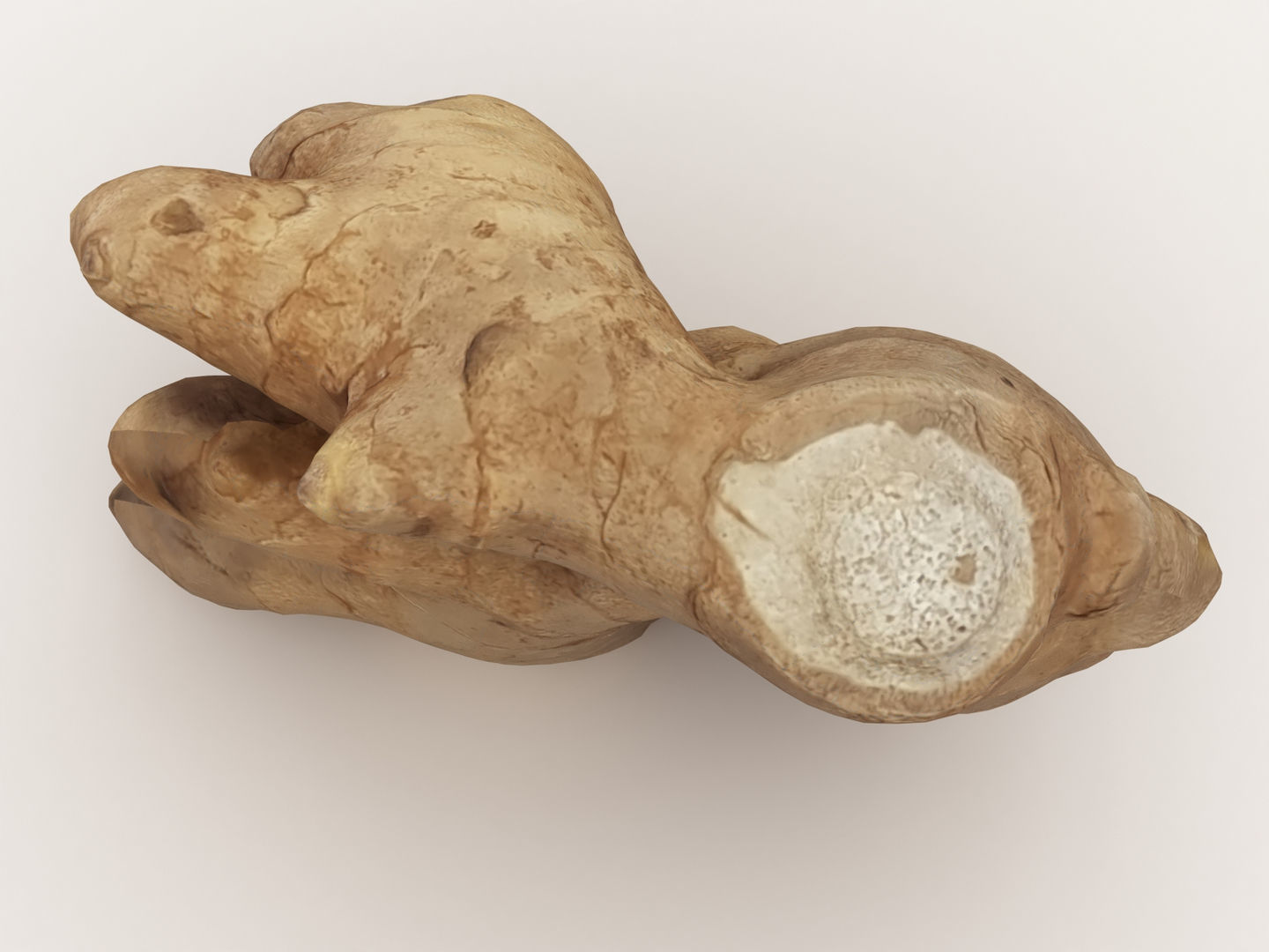 Root Ginger 3D model | CGTrader
