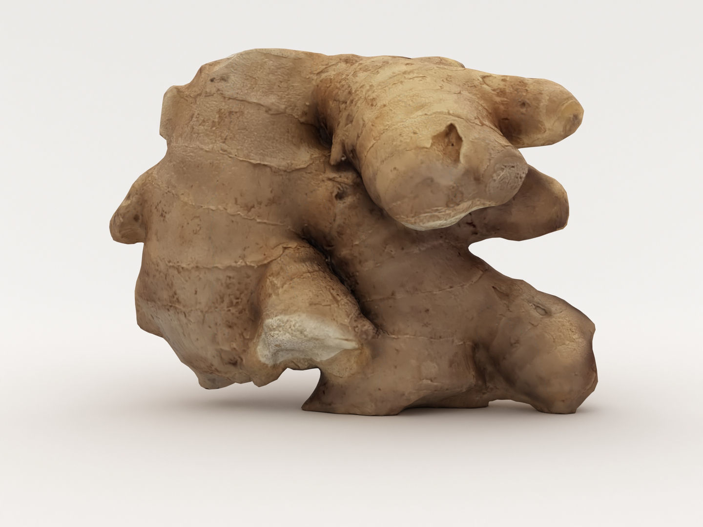 Root Ginger 3D model | CGTrader