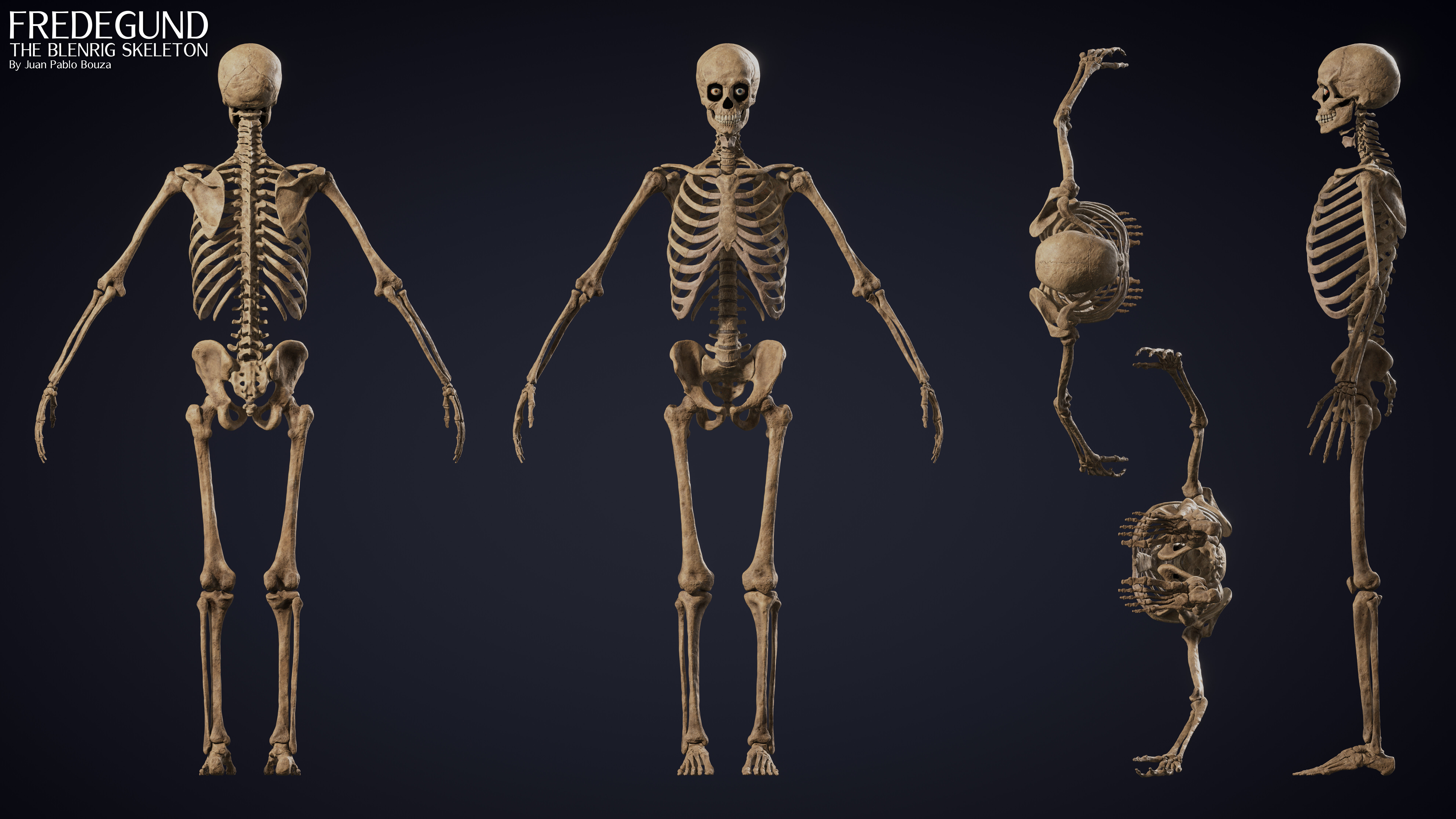 3D model Fredegund - The BlenRig Skeleton VR / AR / low-poly | CGTrader