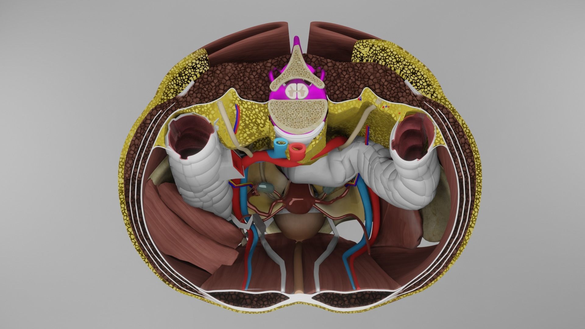 Pelvis and Perineum 3D model | CGTrader