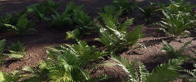 Fern Collection 3D model | CGTrader