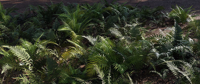 Fern Collection 2 ferns in forest 3D model | CGTrader