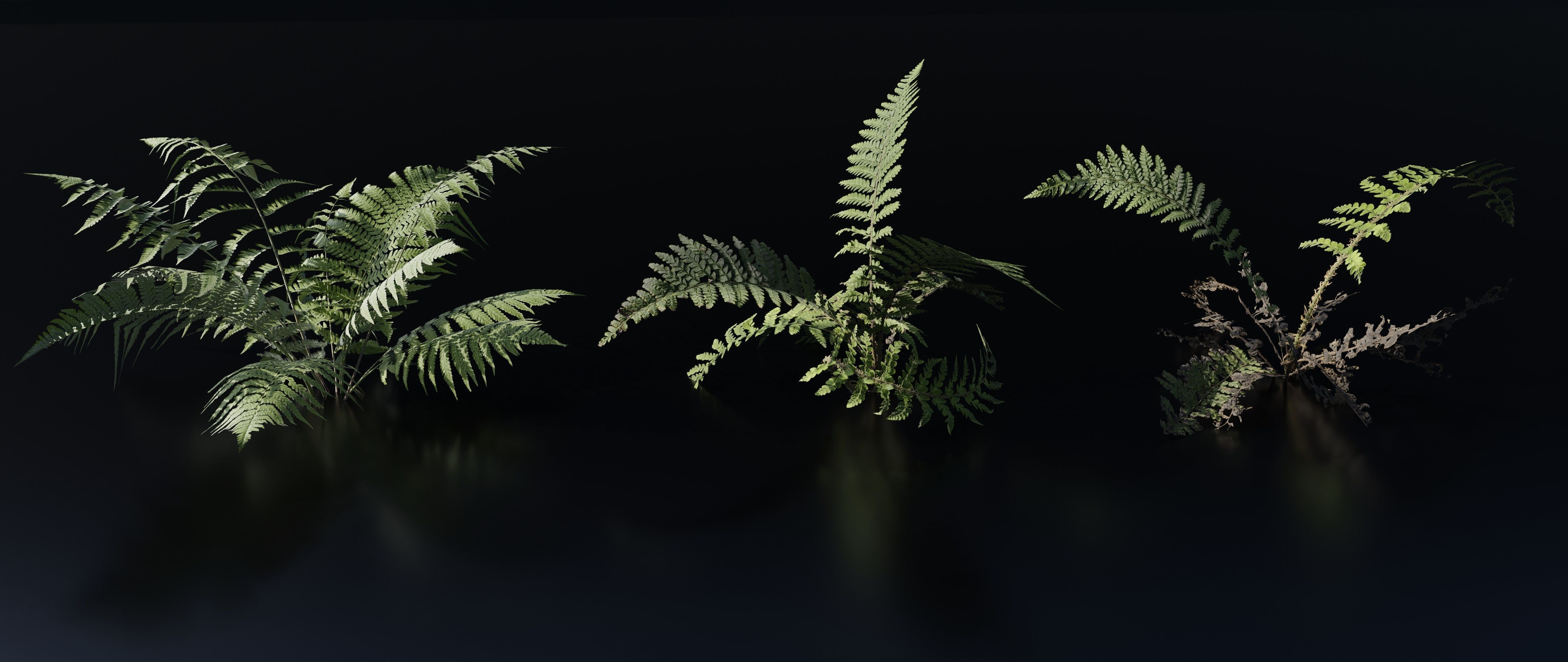 Fern Collection 2 ferns in forest 3D model | CGTrader