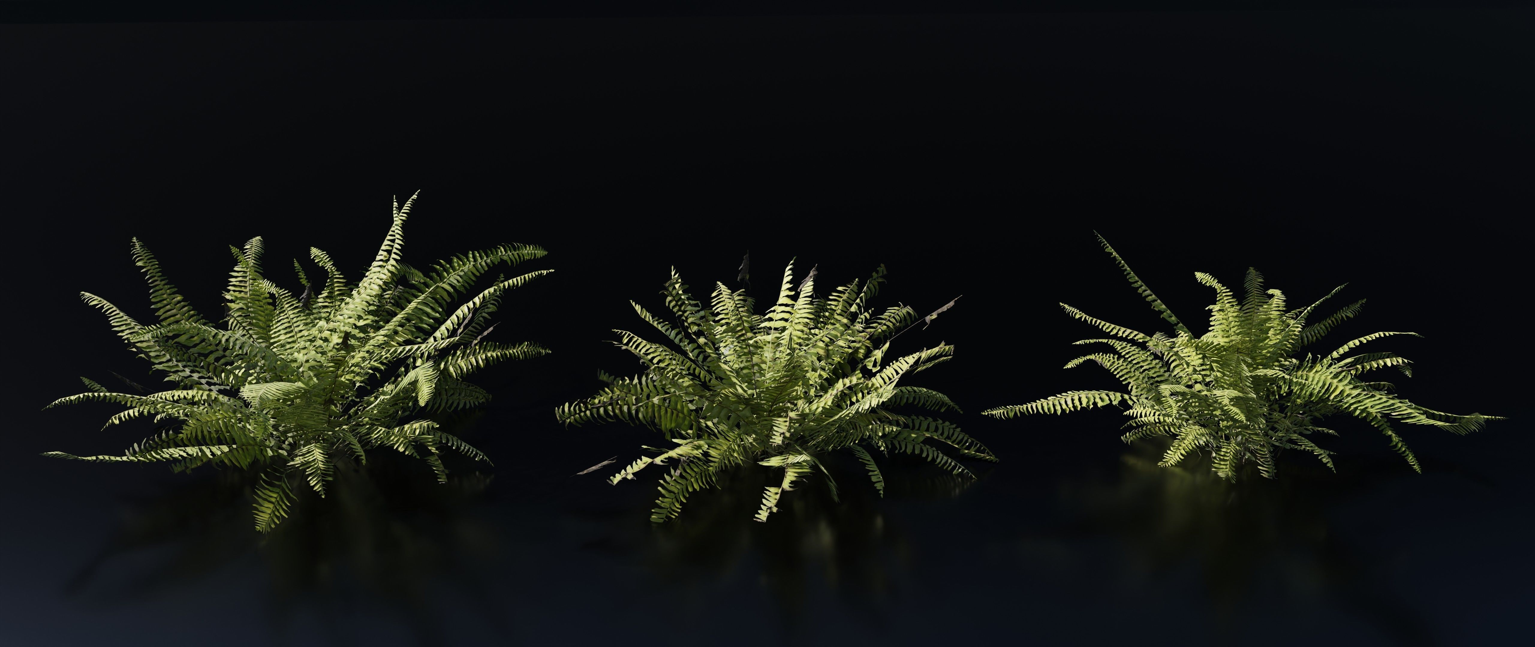Fern Collection 3 ferns growing in ground 3D model | CGTrader