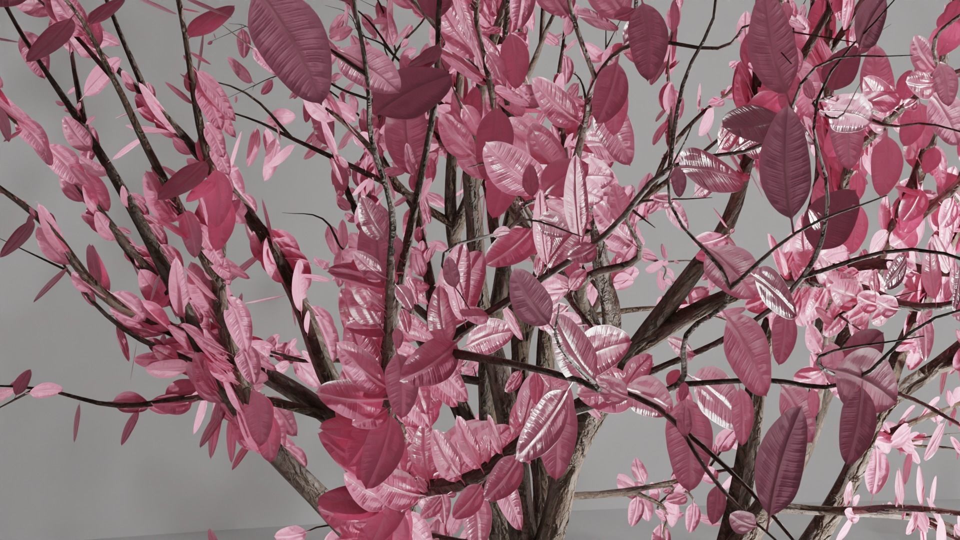 Japanese Trees Collection 3D model | CGTrader