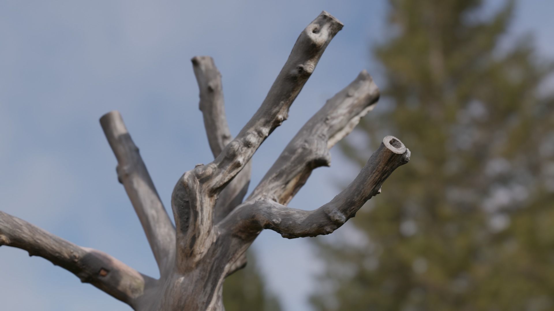 A well-organized pile of old trees 3D model | CGTrader